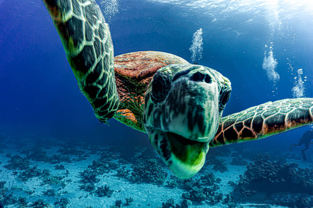 Luke Divewalker – Łukasz Metrycki. Pasja podwodnej fotografii